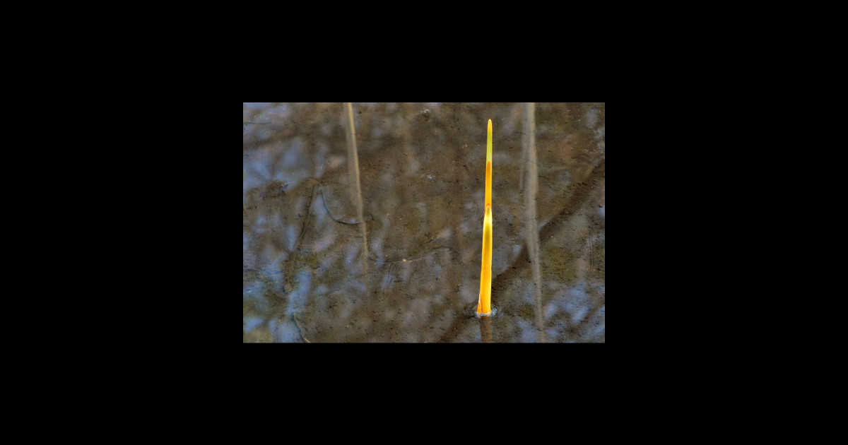 Reed Growth - Reed - Sticker | TeePublic