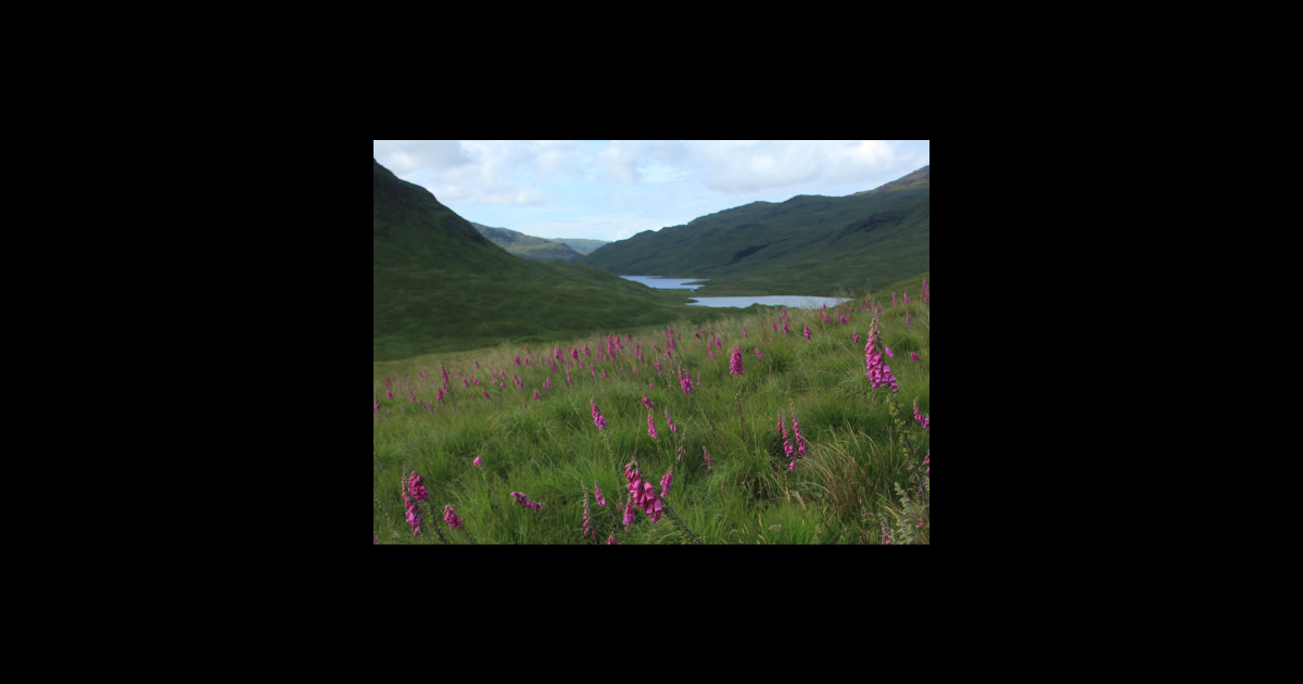 Field of foxgloves I - Isle Of Mull - Sticker | TeePublic