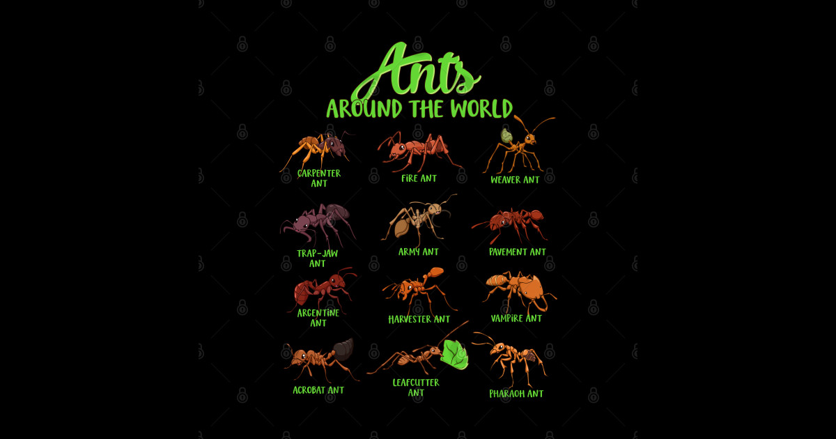 Ants around the world - ant species - Types Of Ants - Posters and Art ...