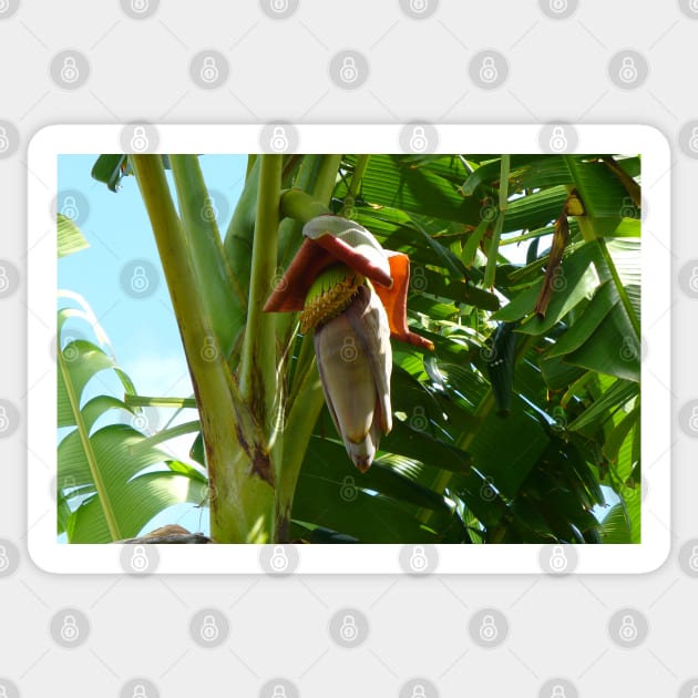 Banana Tree Flower - Banana Tree - Sticker | TeePublic