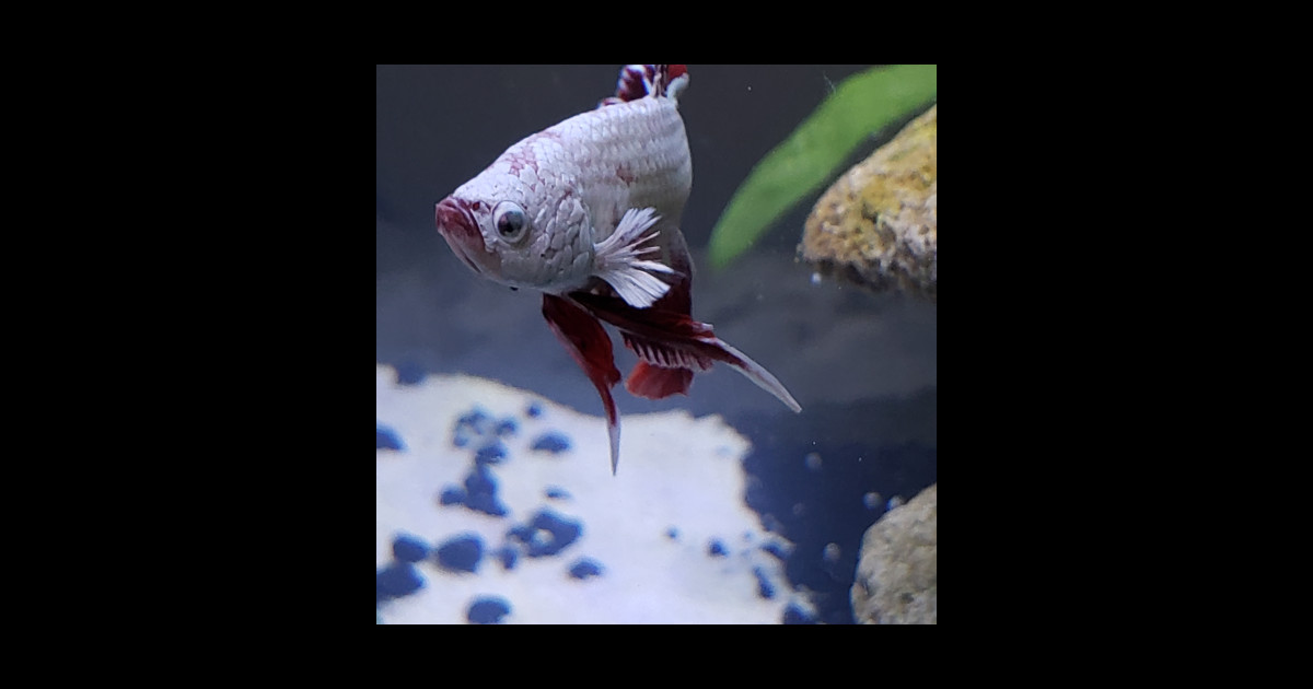 Resting Fish Face - Fish - Sticker | TeePublic