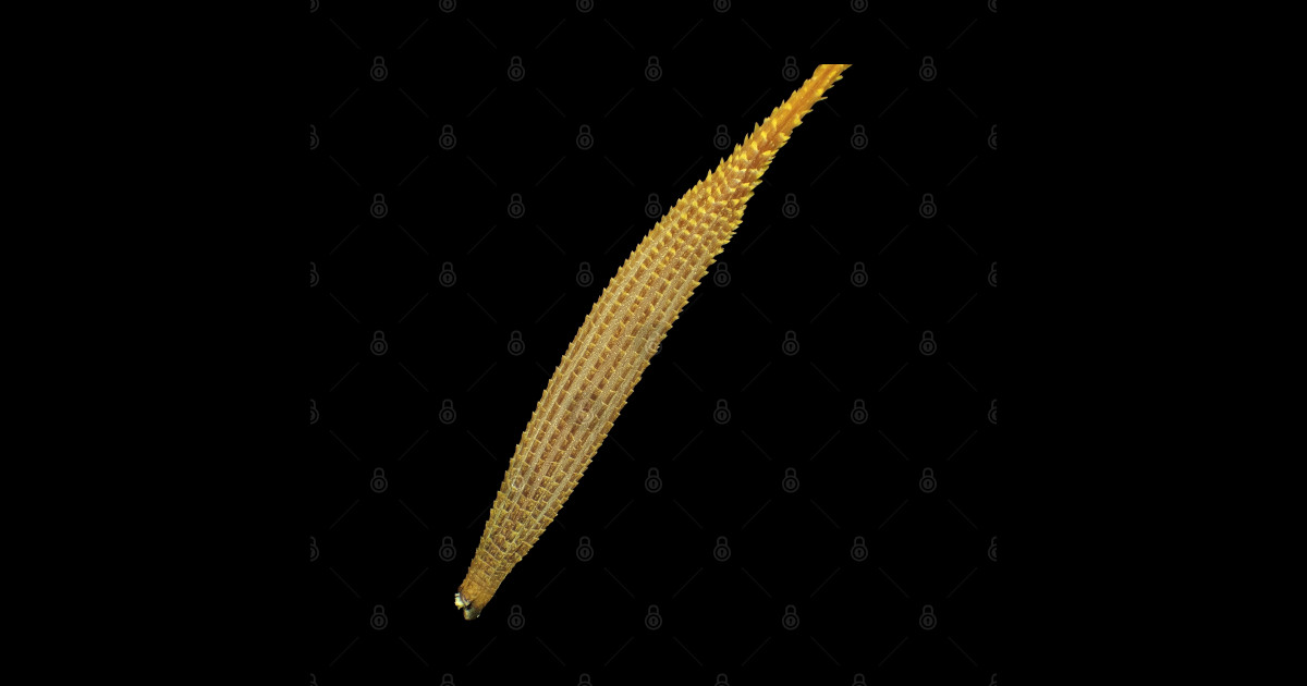 Dandelion seed under the microscope - Seed - Posters and Art Prints ...