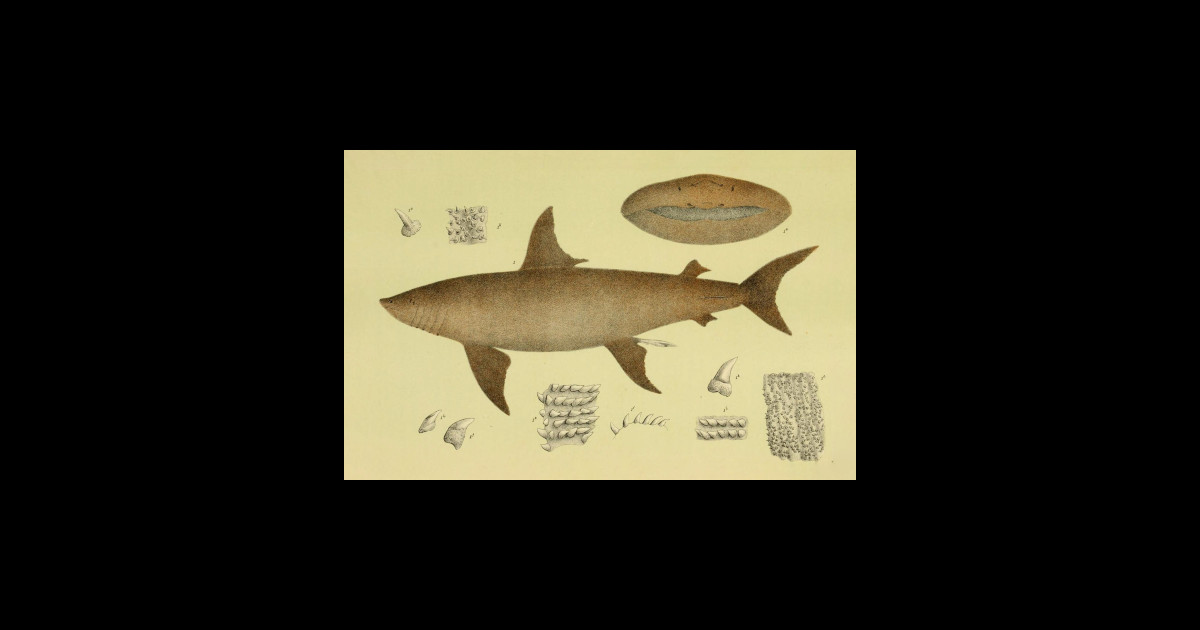 The Basking Shark - The Basking Shark - Sticker | TeePublic