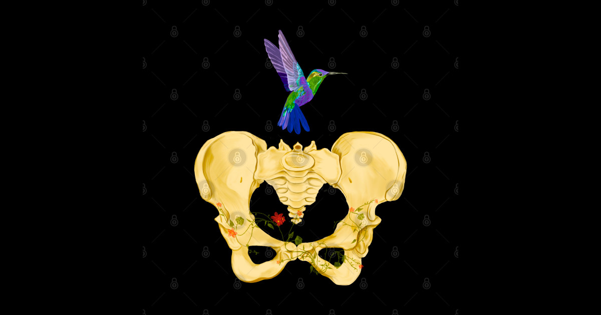 Bones of female pelvis with hummingbird in watercolor - Anatomy Art ...
