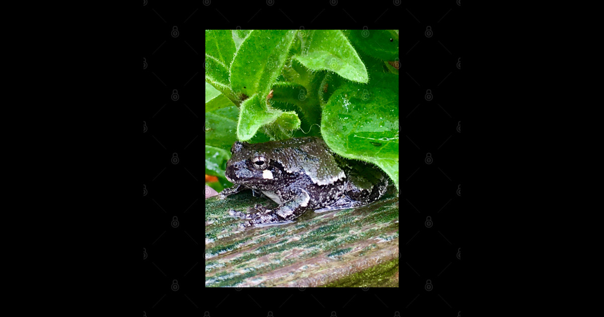 Black Tree Frog - Photography - Sticker | TeePublic