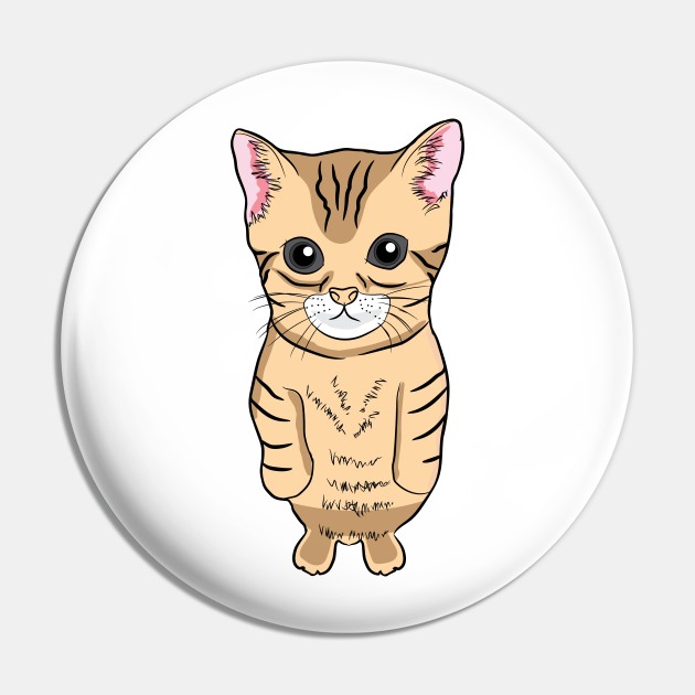 Cute Standing Cat Meme Cute Kitten Standing On Two Feet Ph