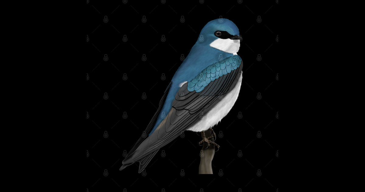 Tree Swallow Backyard Birds Bird Art - Tree Swallow - Sticker | TeePublic