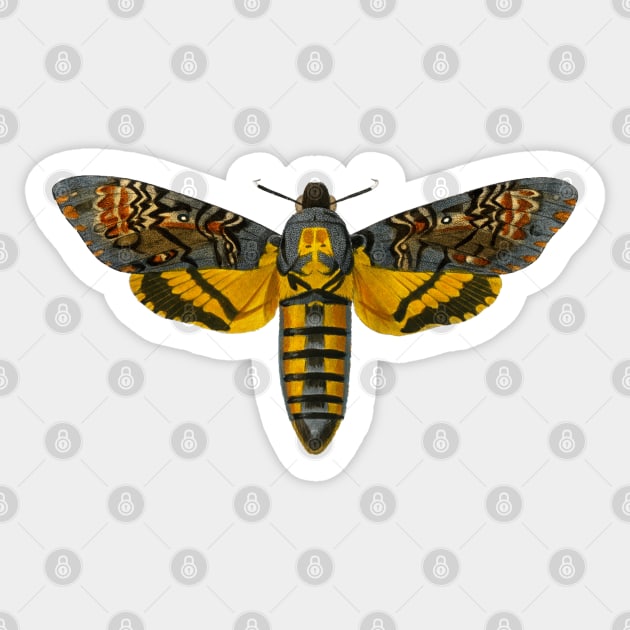 Death Hawk Moth - Insects - Sticker | TeePublic