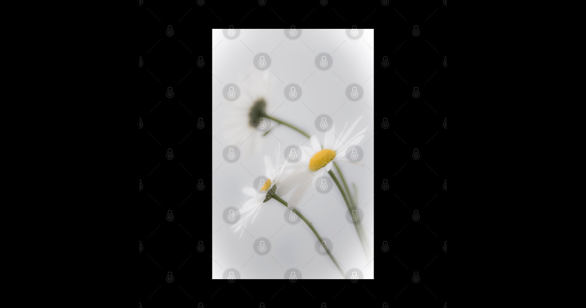Oxeye Daisy Flowers - Oxeye - Sticker | TeePublic