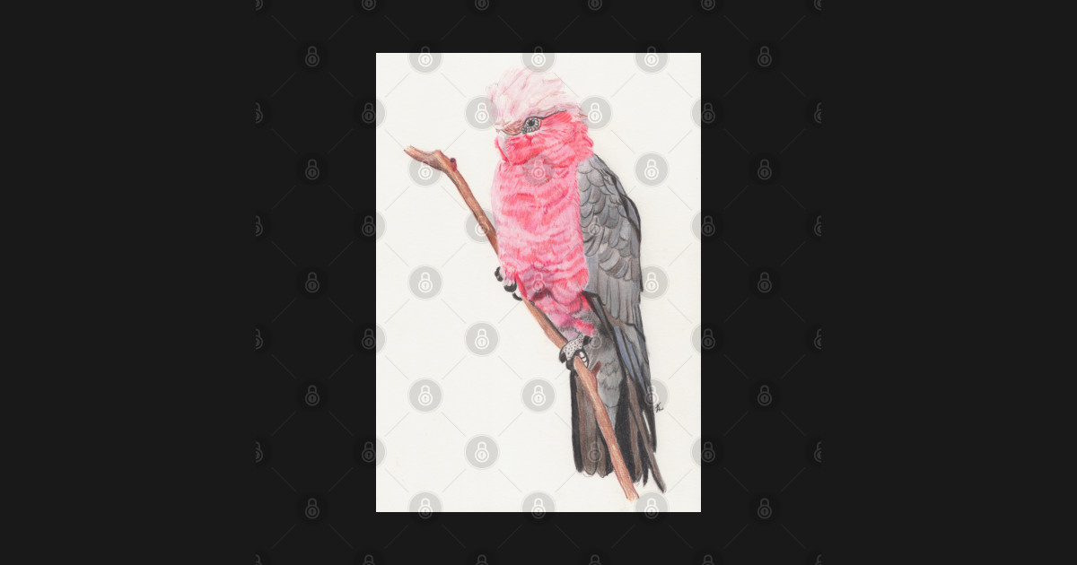 original pencil Drawing of galah - Coloured Pencils - T-Shirt | TeePublic