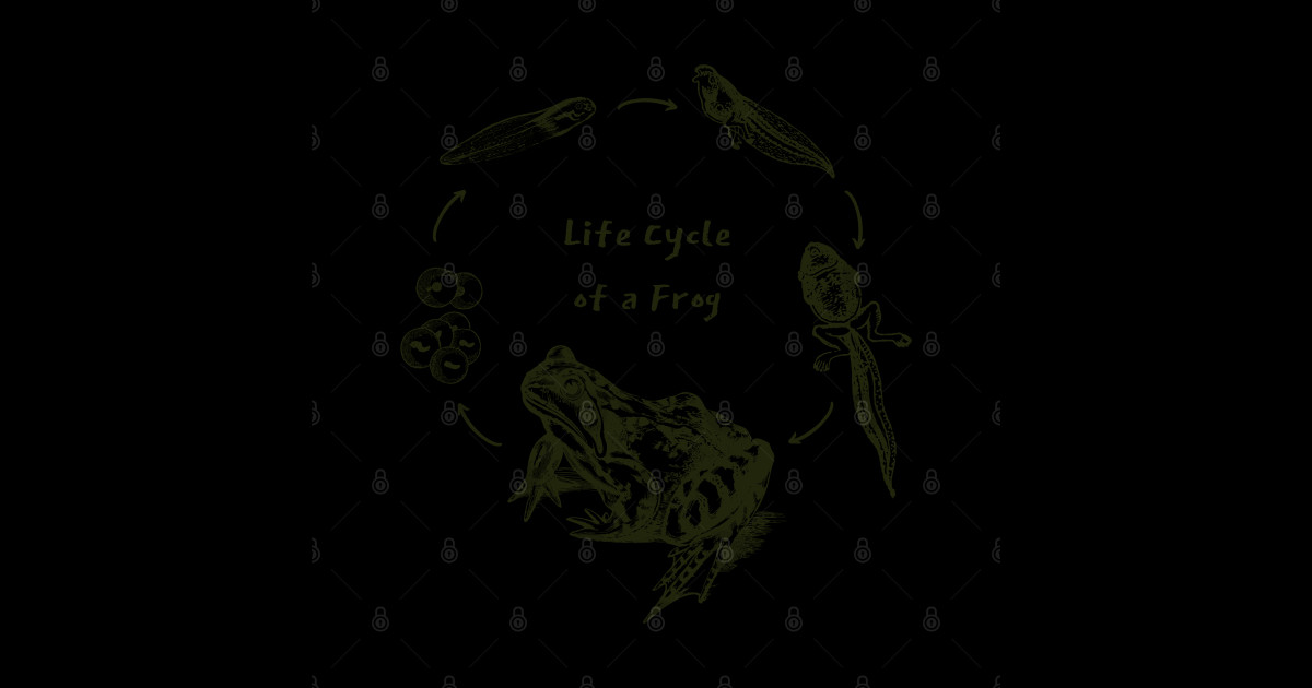 The Metamorphic Journey of Frogs: A Vintage Goblincore Display for ...