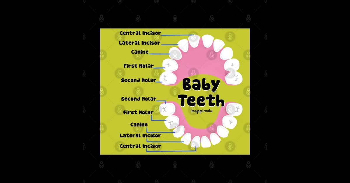 Baby Teeth names illustration - for Dentists, Hygienists, Dental ...