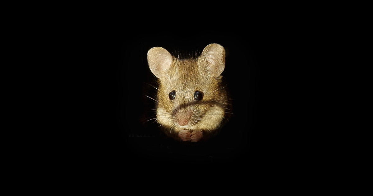 Sad Mouse - Sad - Sticker | TeePublic