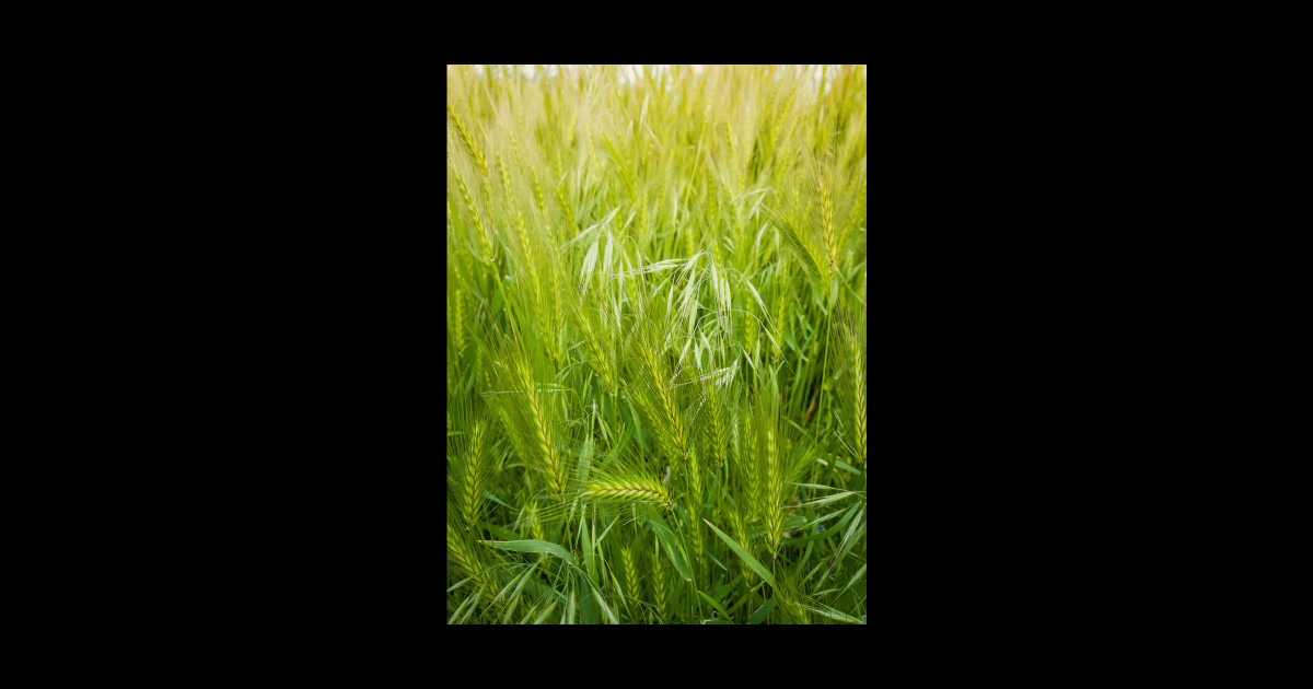 Blooming wild foxtail plants - Foxtail Herb - Sticker | TeePublic