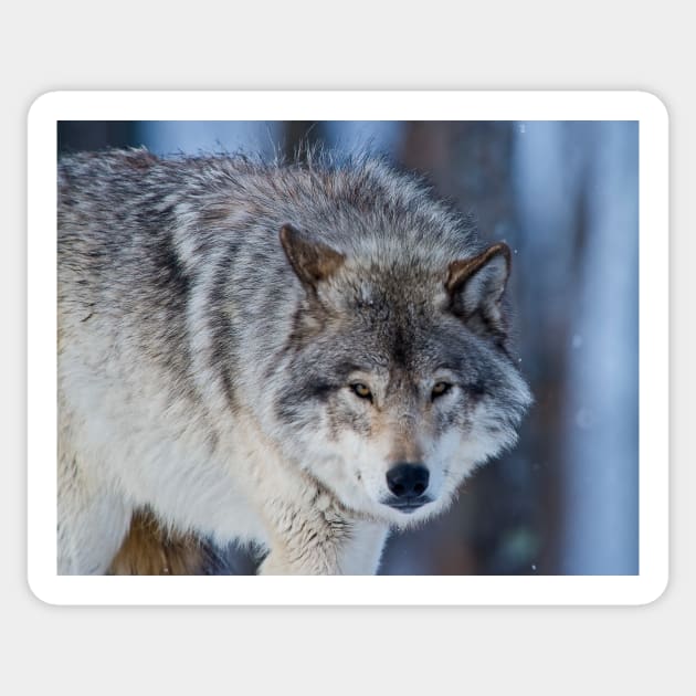 Gray Wolf - Timber Wolf - Sticker | TeePublic