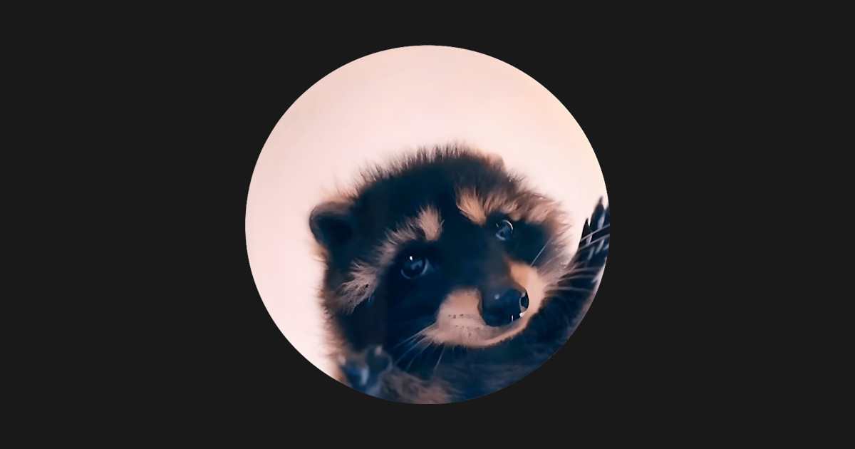 Racoon Meme Raccoon Dancing In A Circle Racoon Pedro - Pedro Racoon ...