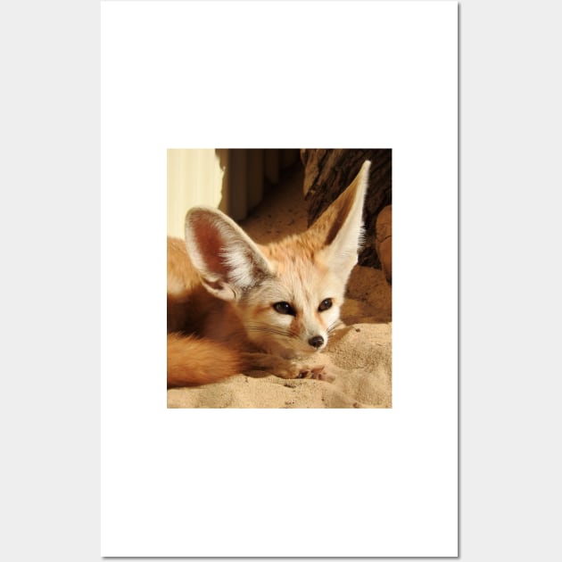 Fennec Fox - Fennec Fox - Posters and Art Prints | TeePublic