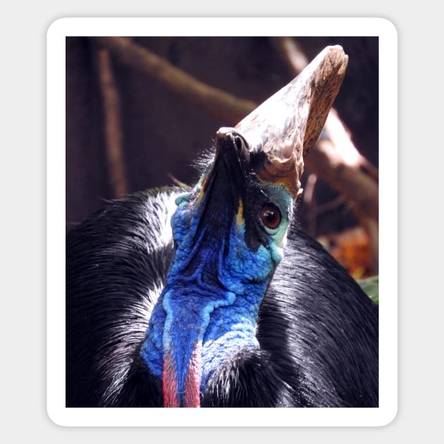 Southern Cassowary - Cassowary - Sticker | TeePublic