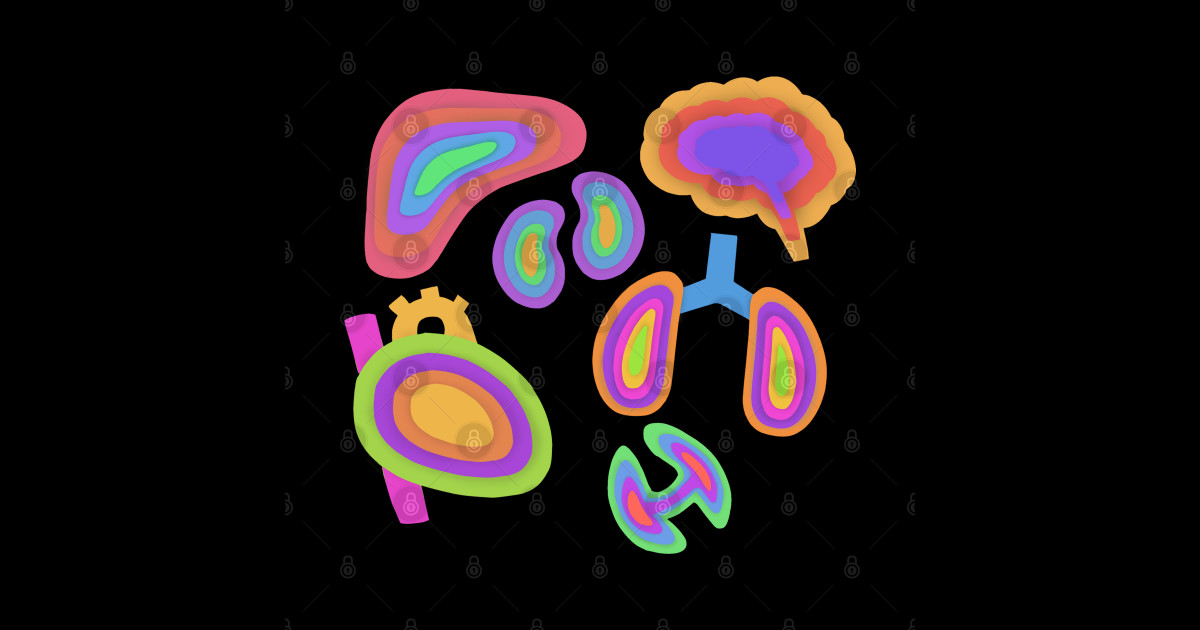 Layered 3D Paper Anatomic organs - Paper Anatomic Organs - Posters and ...