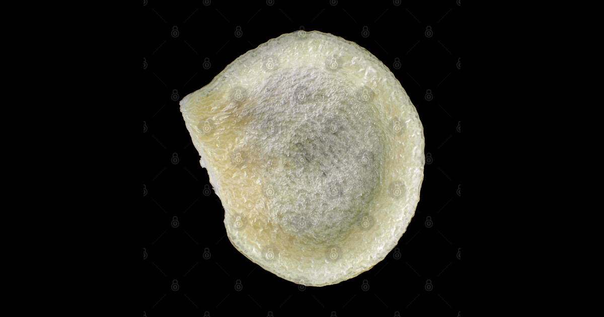 Bell pepper seed under the microscope - Seeds - Sticker | TeePublic