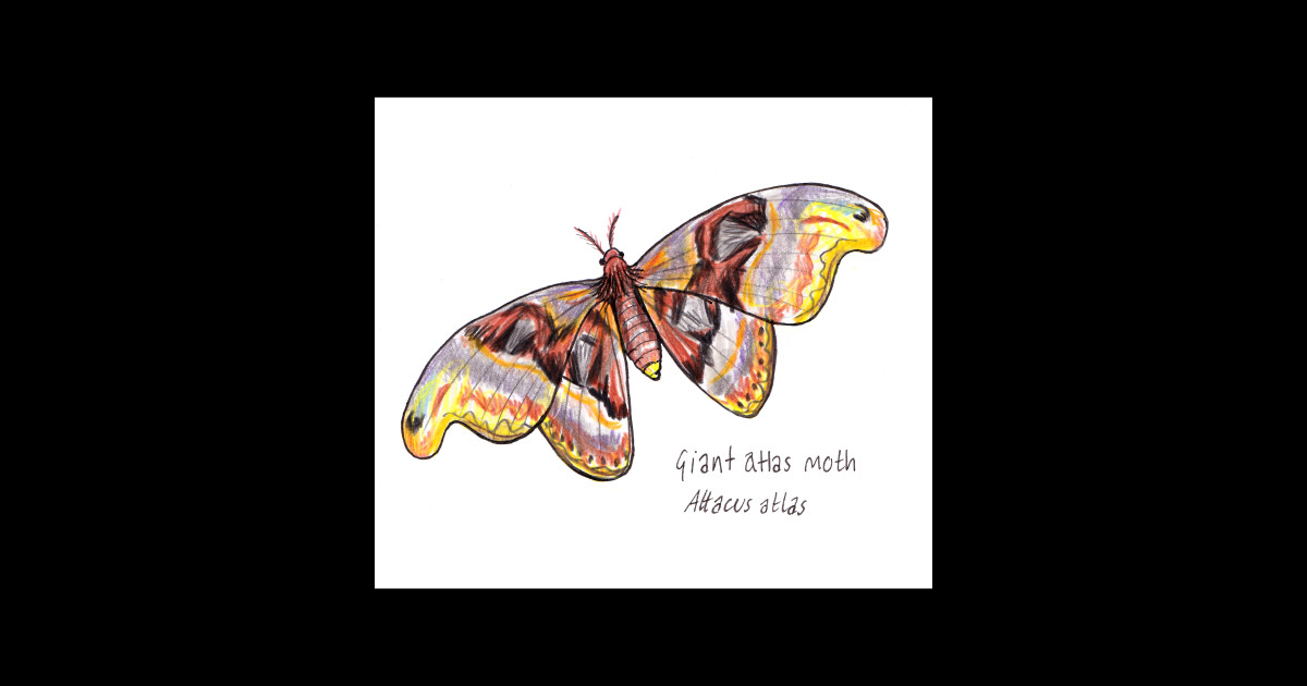 Atlas Moth drawing - Atlas Moth - Sticker | TeePublic