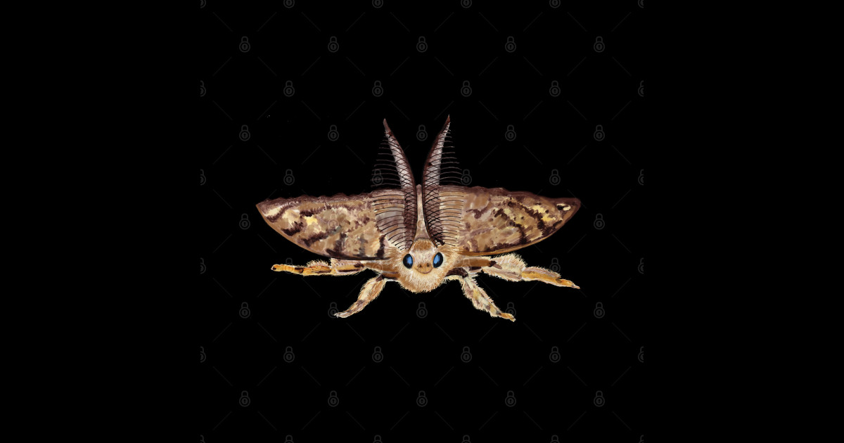 Gypsy moth, Lymantria dispar dispar, flying Illustration - Gypsy Moth ...