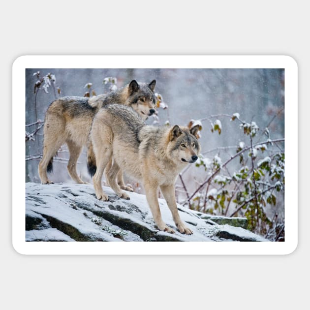 Two Gray Wolves - Timber Wolf - Sticker | TeePublic