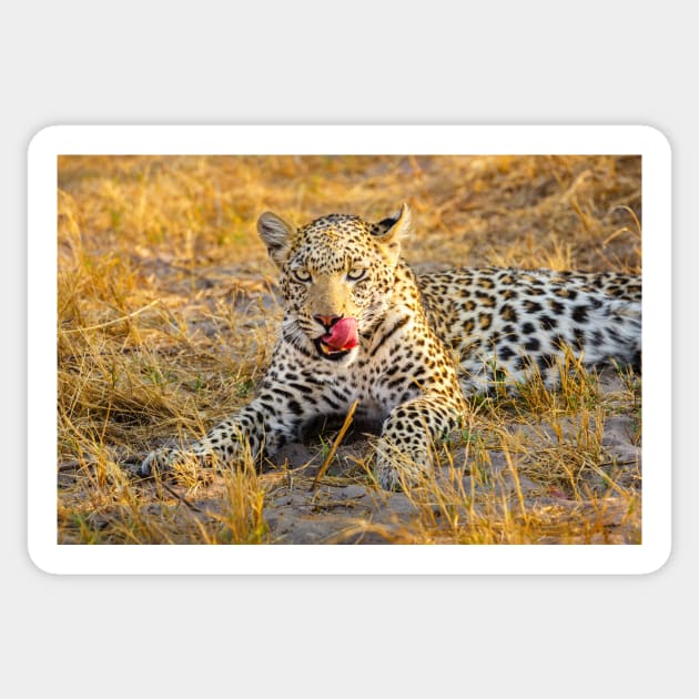 Leopard (Panthera pardus) in the Okavango Delta - Africa - Sticker ...