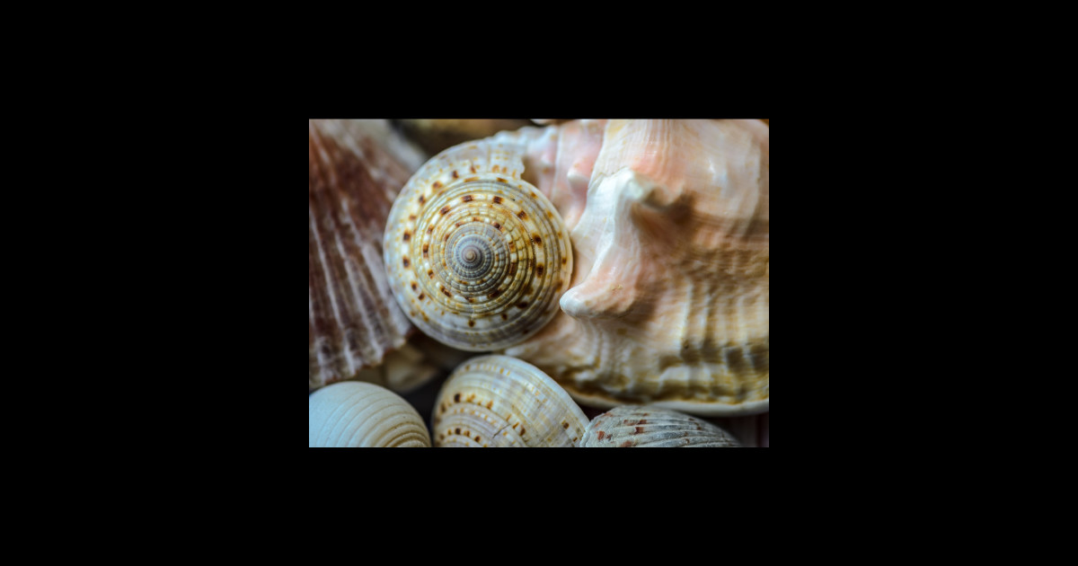 Sundial Seashells - Architectonica Perspectiva - Sticker | TeePublic