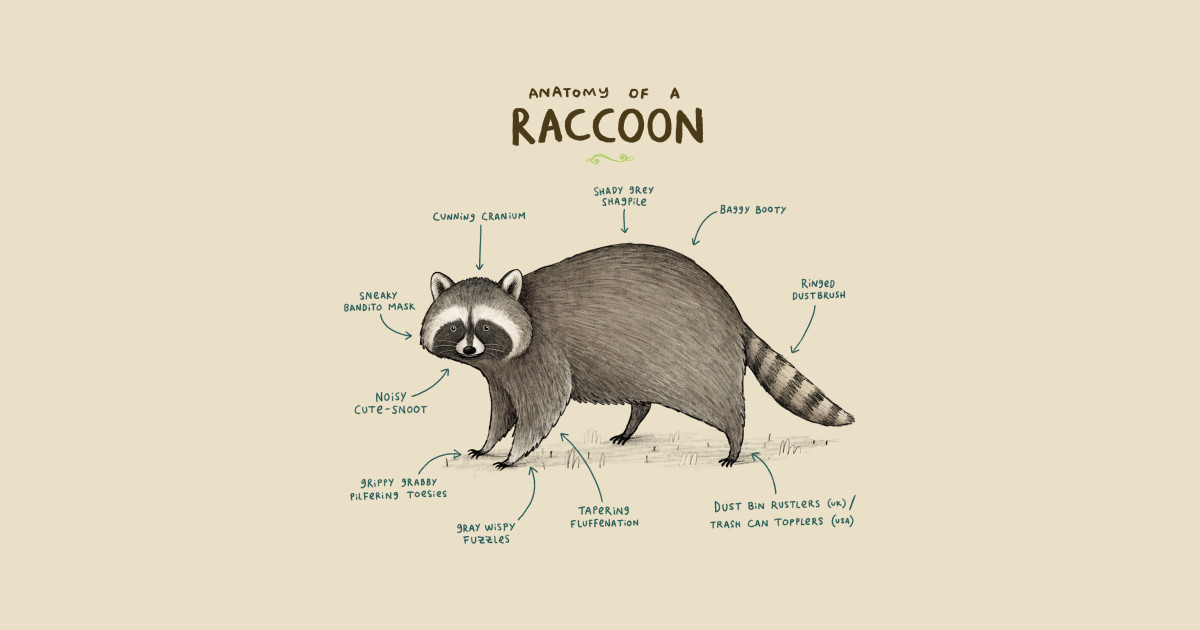 Anatomy of a Raccoon - Raccoon - T-Shirt | TeePublic