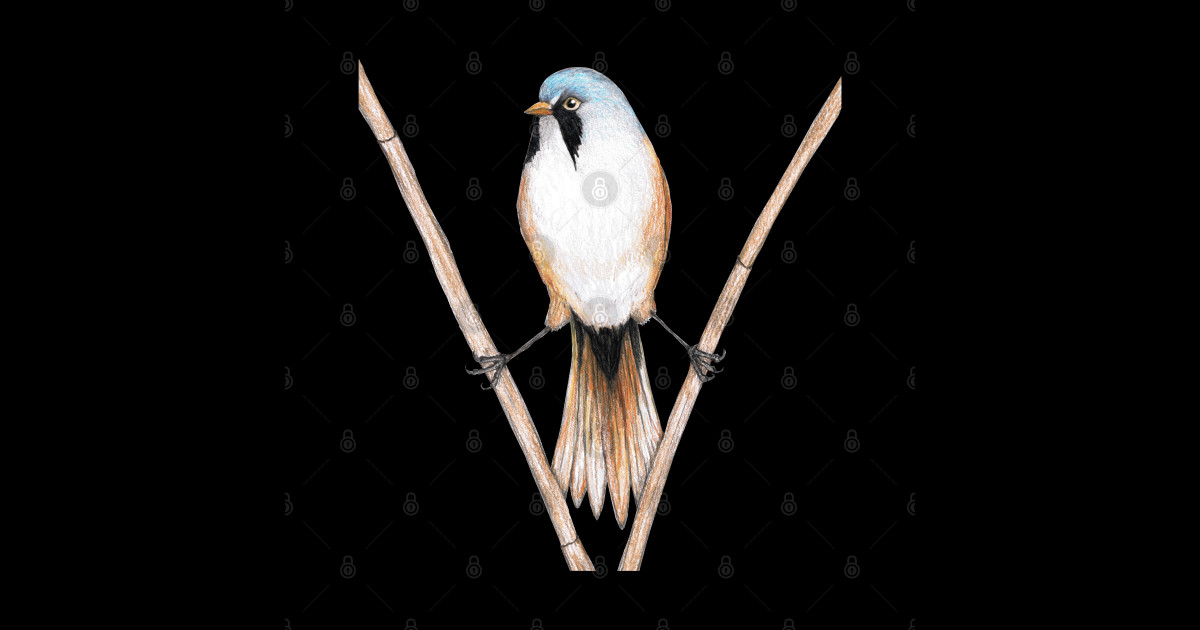 Bearded reedling pencil drawing - Bearded Reedling Pencil Drawing ...