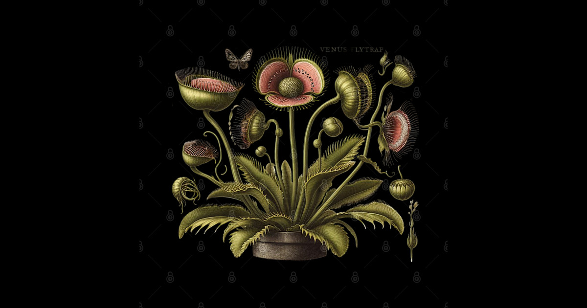 Vintage Venus Flytrap Botanical - Venus Flytrap - Sticker | TeePublic