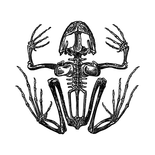 Frog Skeleton Amphibian Reptile - Frog - T-Shirt | TeePublic