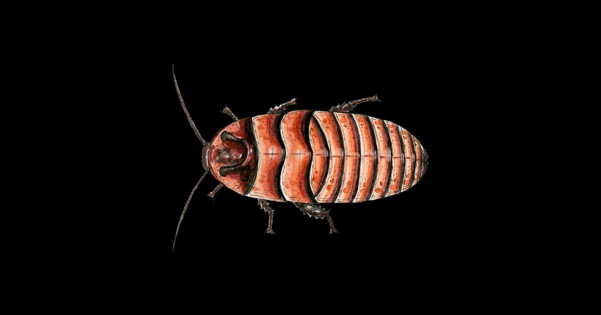 Halloween Hissing Cockroach - Bug - Sticker | TeePublic