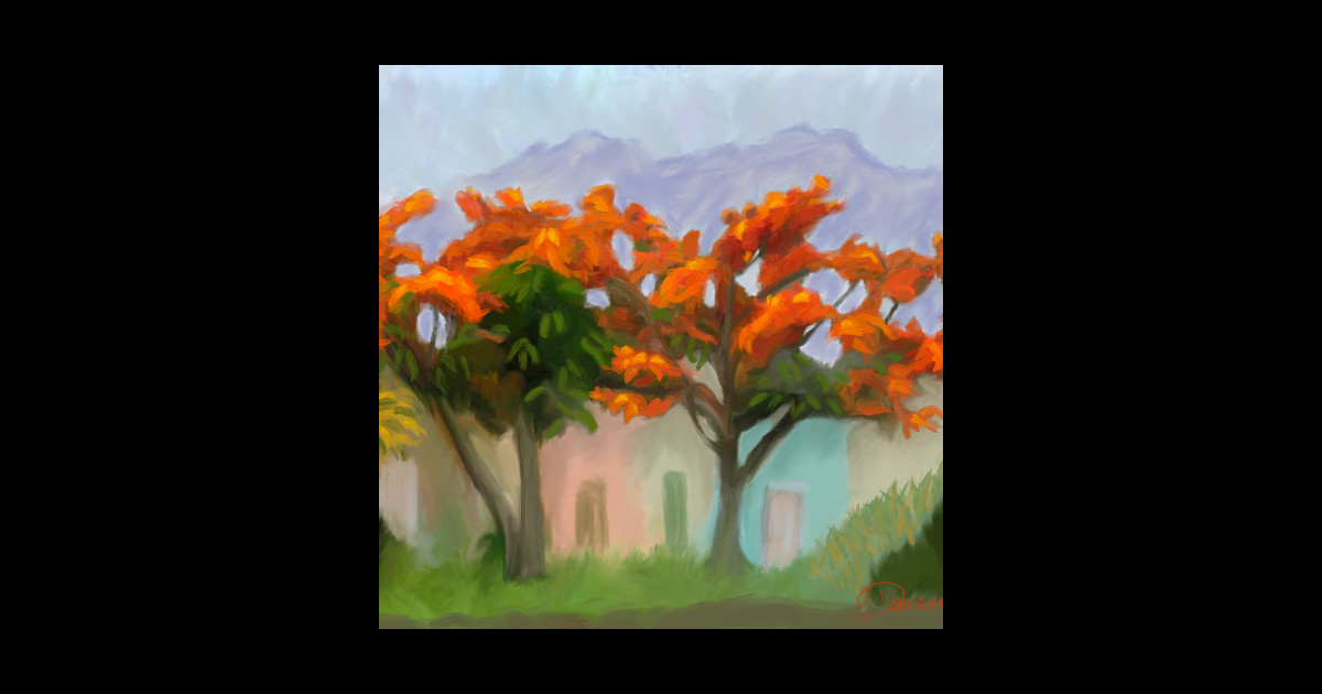 Flamboyan trees with bright red orange blooms - Flamboyan Trees ...