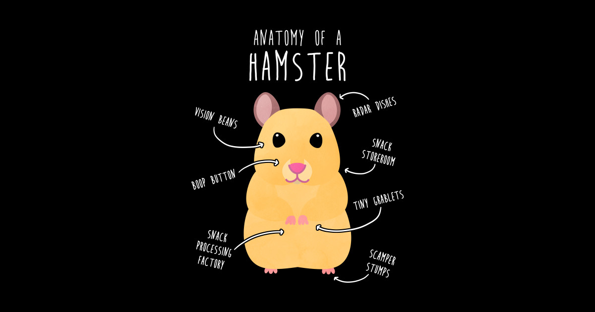 Golden Syrian Hamster Anatomy - Hamster - Sticker | TeePublic