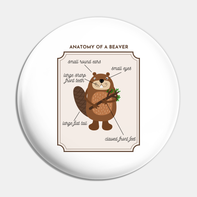 Anatomy of a Beaver - Beaver - Pin | TeePublic