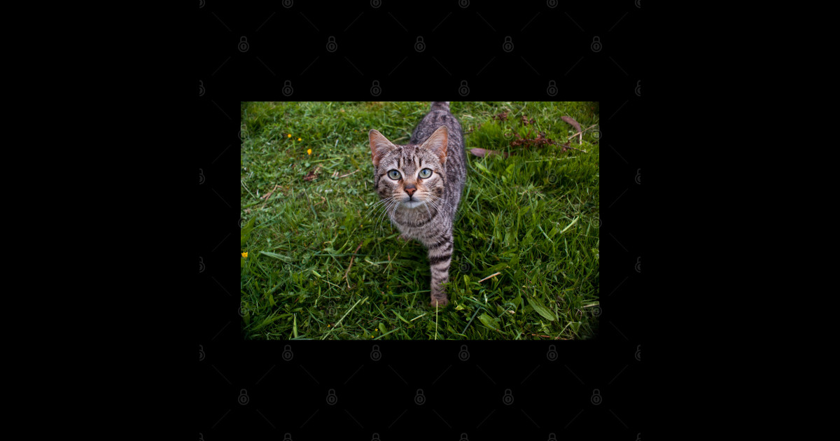 llb cat - Kitty - Sticker | TeePublic