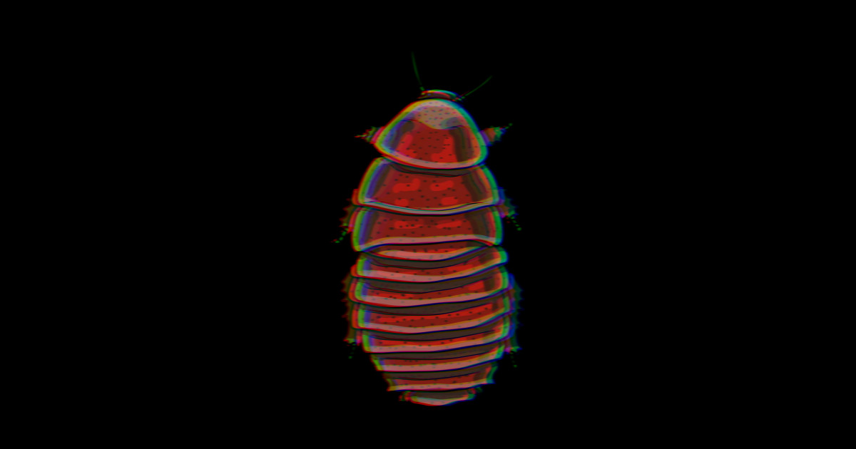 Chromatic Giant burrowing cockroach (Macropanesthia rhinoceros) - Giant ...
