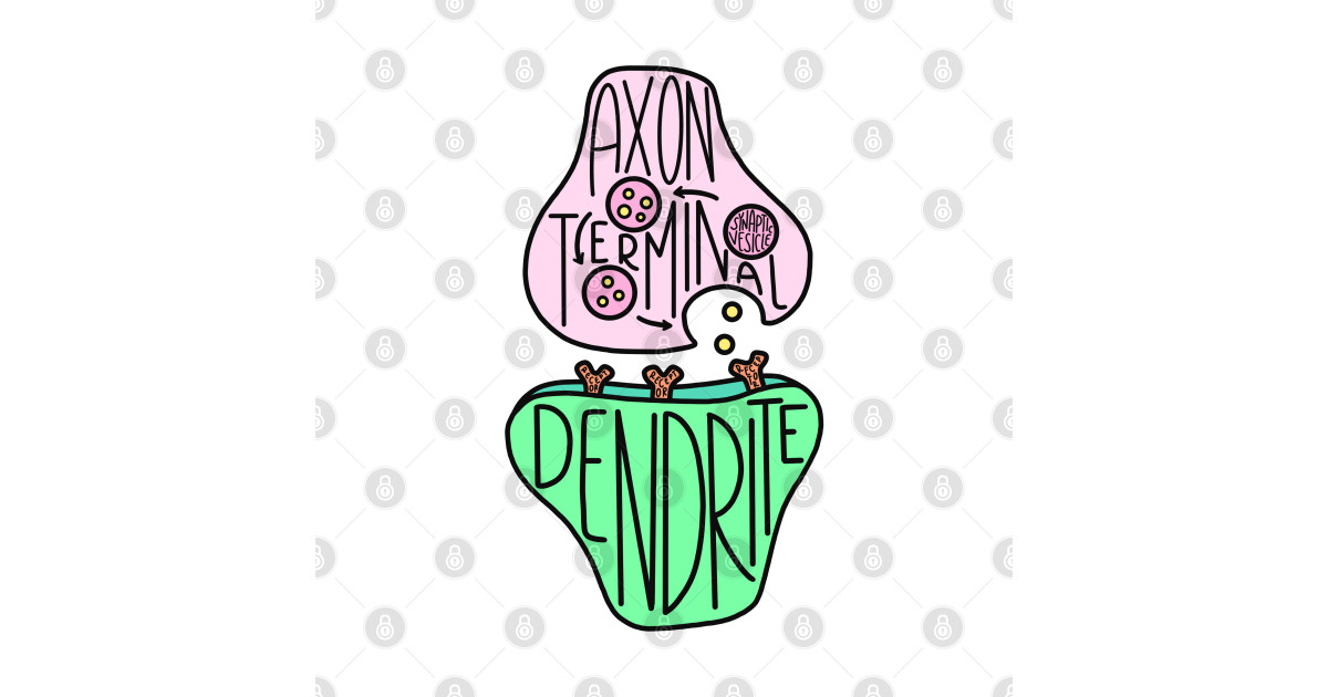 Hand Drawn Labeled Cute Neuron Synapse - Medicine - T-Shirt | TeePublic