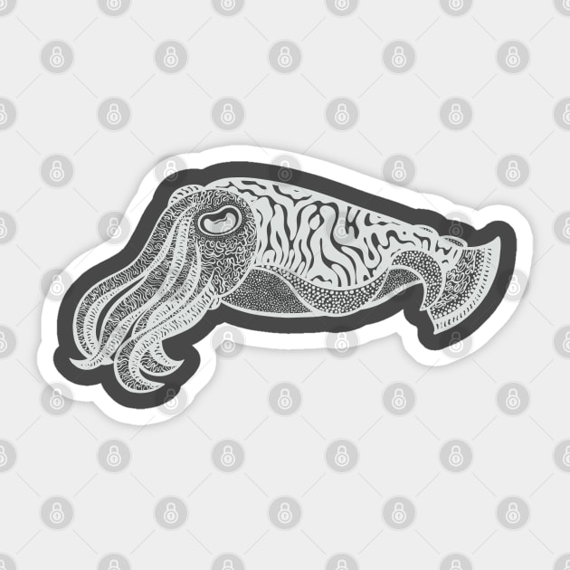 cuttlefish drawing