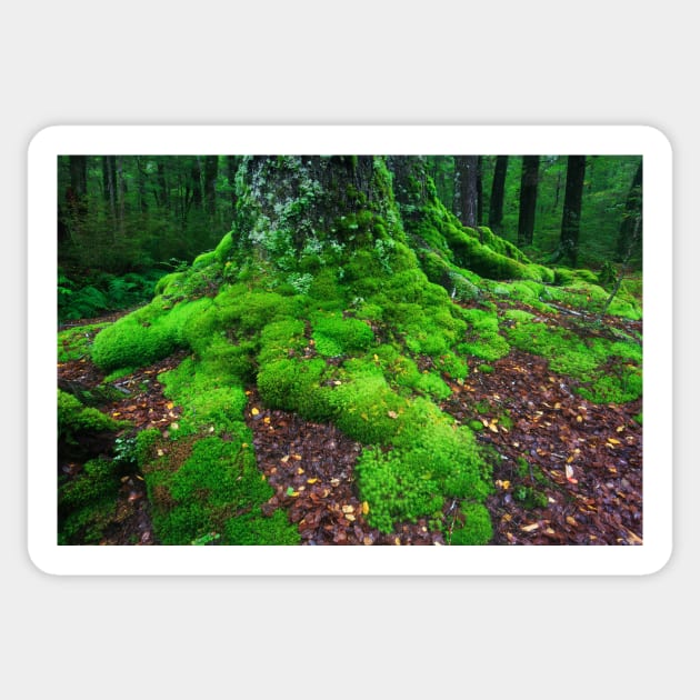 Moss covered tree - Moss - Sticker | TeePublic