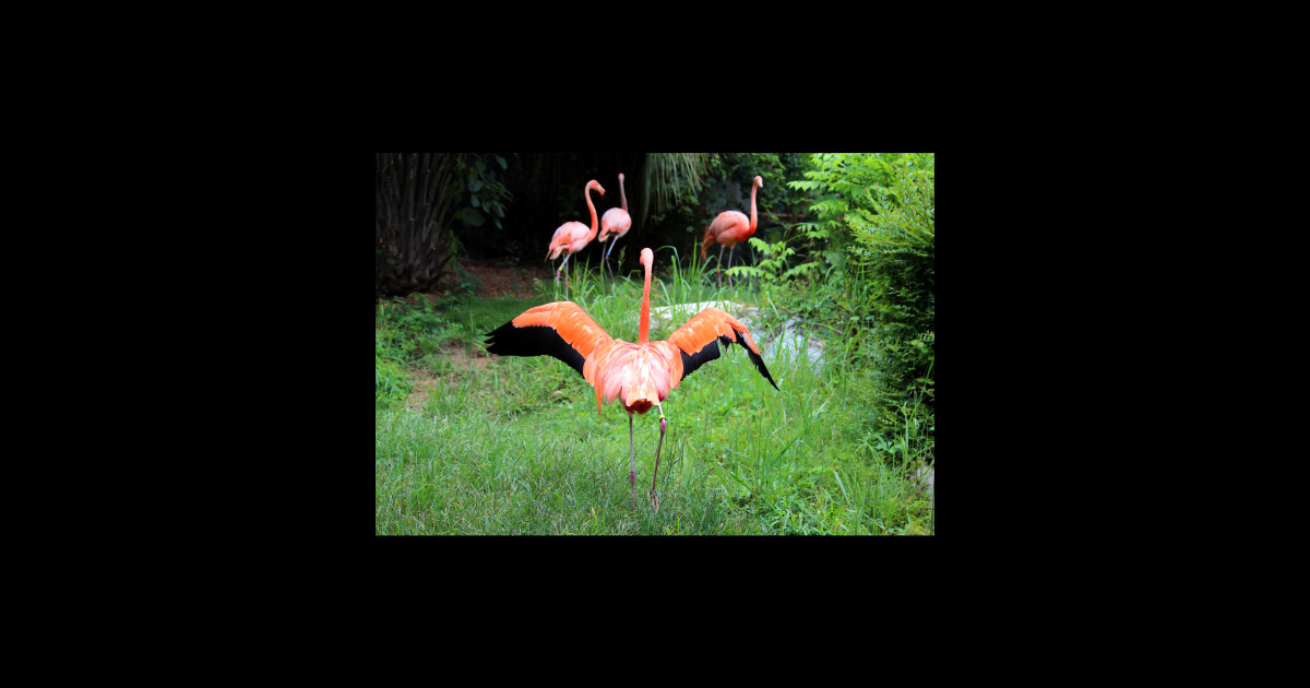 Wait For Me - Flamingo - Sticker | TeePublic