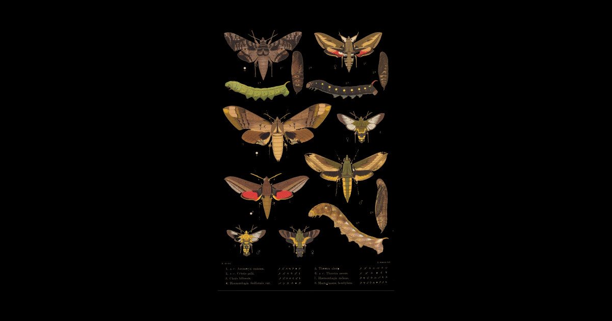 Moth evolution - Moths - Sticker | TeePublic