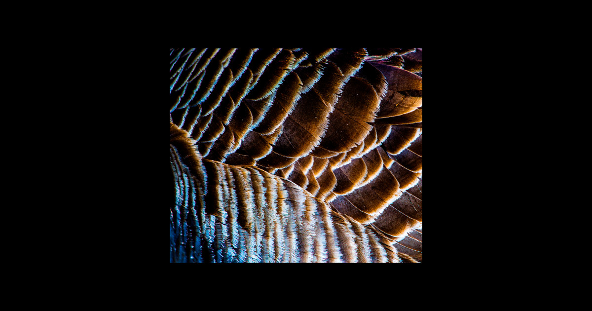 Feathers of a goose - Steven Elliot - Sticker | TeePublic