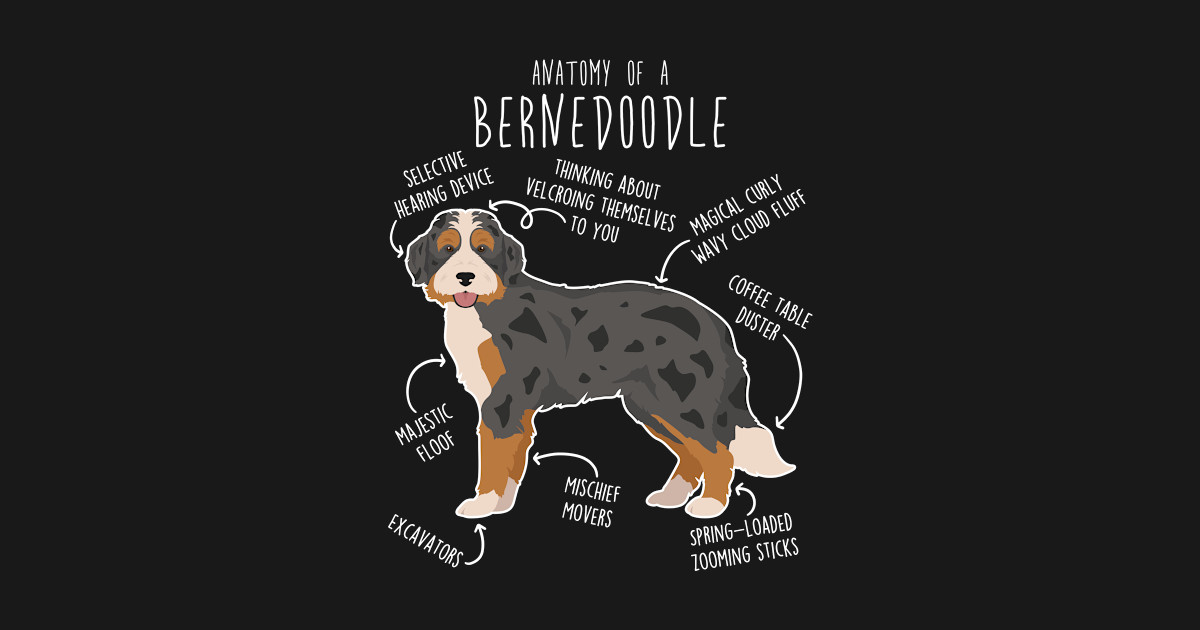 Black Merle Bernedoodle Dog Anatomy - Bernedoodle - T-Shirt | TeePublic