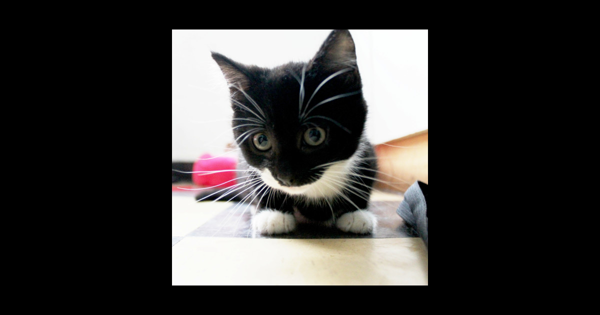 I Iz Going To Nom Your Camera - Kitten - Sticker | TeePublic