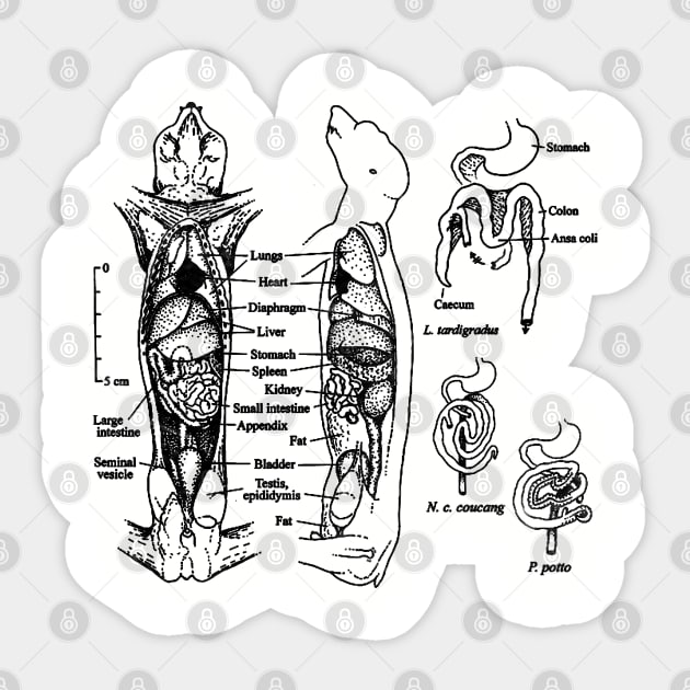 Primate Necropsy Diagram - Monkey - Sticker | TeePublic