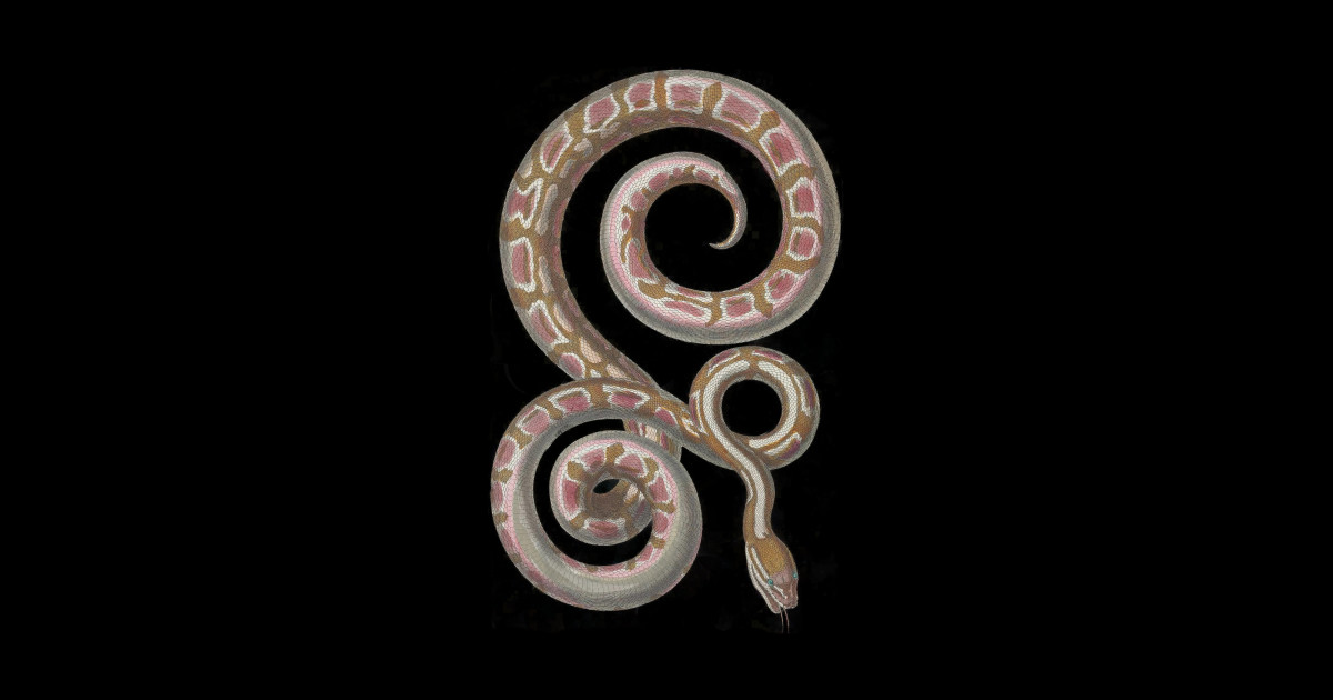 Python Vintage Snake Reptile Scientific Drawing - Python - Sticker ...