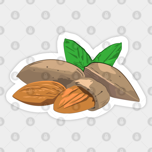 Almonds - Vector Illustration - Nut - Sticker | TeePublic
